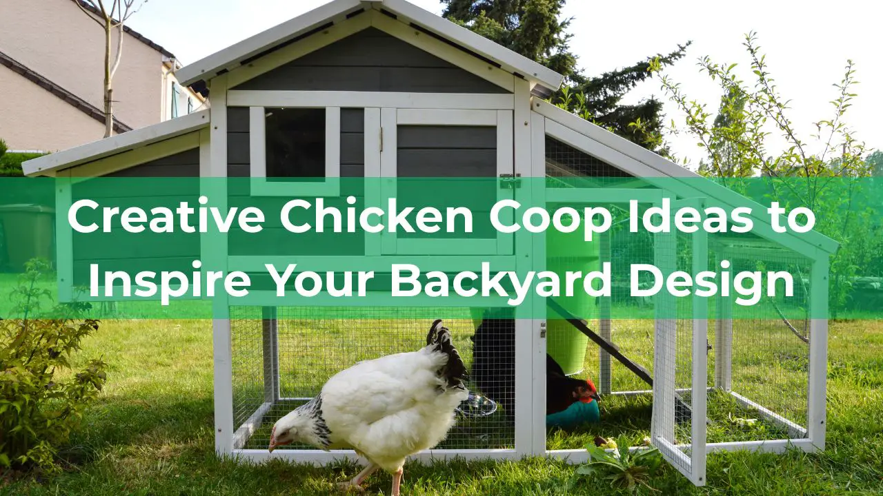 15 Creative Chicken Run Ideas for Your Backyard Poultry - The Daily Farming
