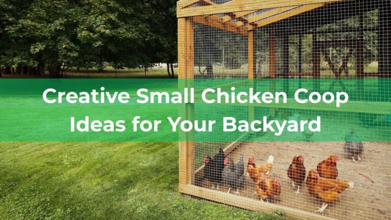 16 Affordable DIY Chicken Coop Designs for Your Backyard - The Daily ...