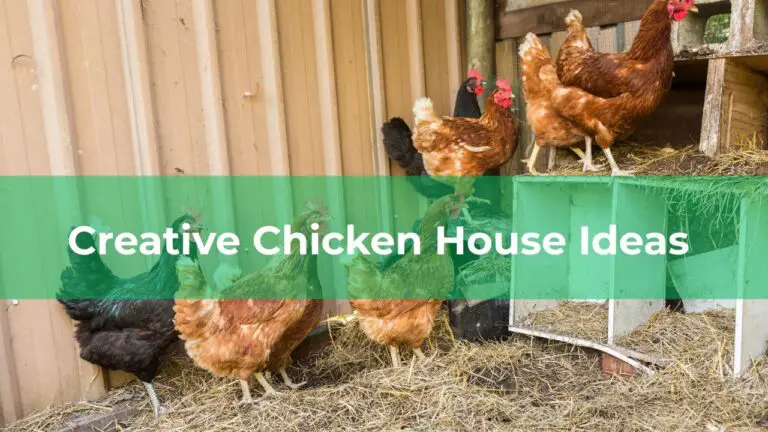 14 Creative Chicken House Ideas for Your Backyard Farm! - The Daily Farming