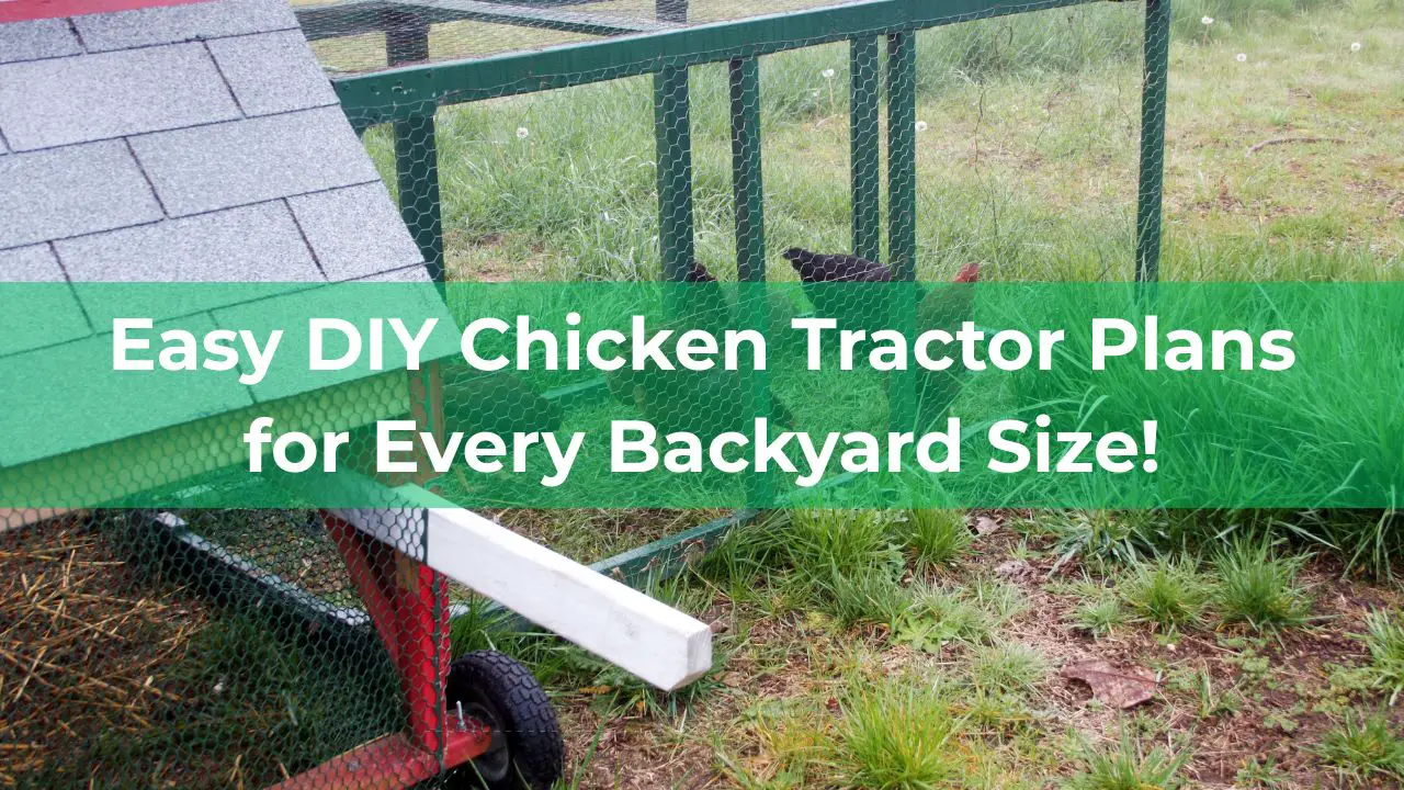 20 Easy DIY Chicken Tractor Plans for Every Backyard Size! - The Daily ...