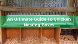 10 Cozy & Clever Nesting Box Ideas Your Chickens Will Love (Easy DIY ...