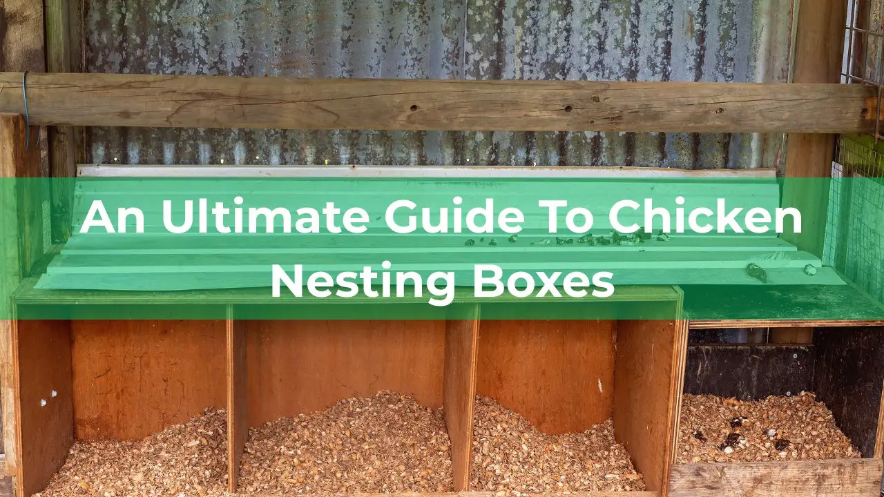 10 Cozy & Clever Nesting Box Ideas Your Chickens Will Love (Easy DIY ...
